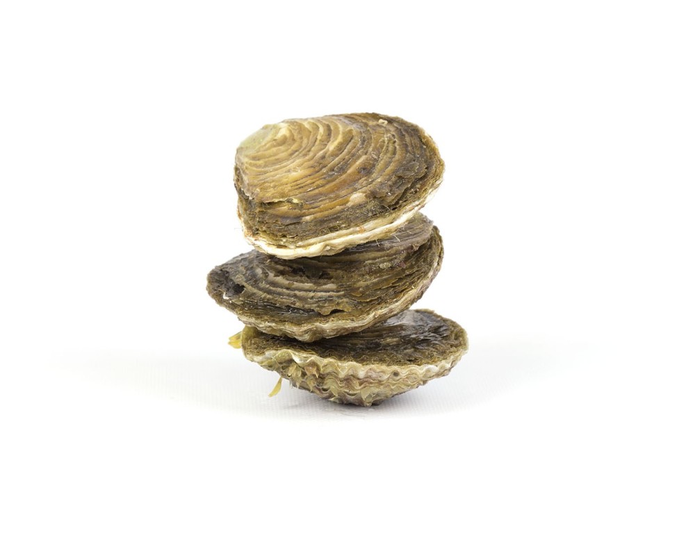 Ostras de Mar | Mariscos Ramais