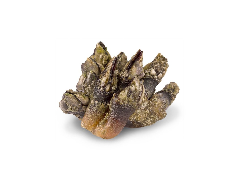 Percebes | Mariscos Ramais